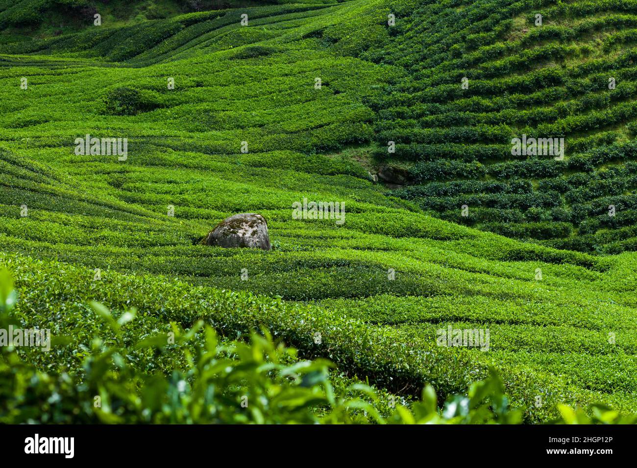 Green landscape of tea plantation in Cameron Highlands Stock Photo - Alamy