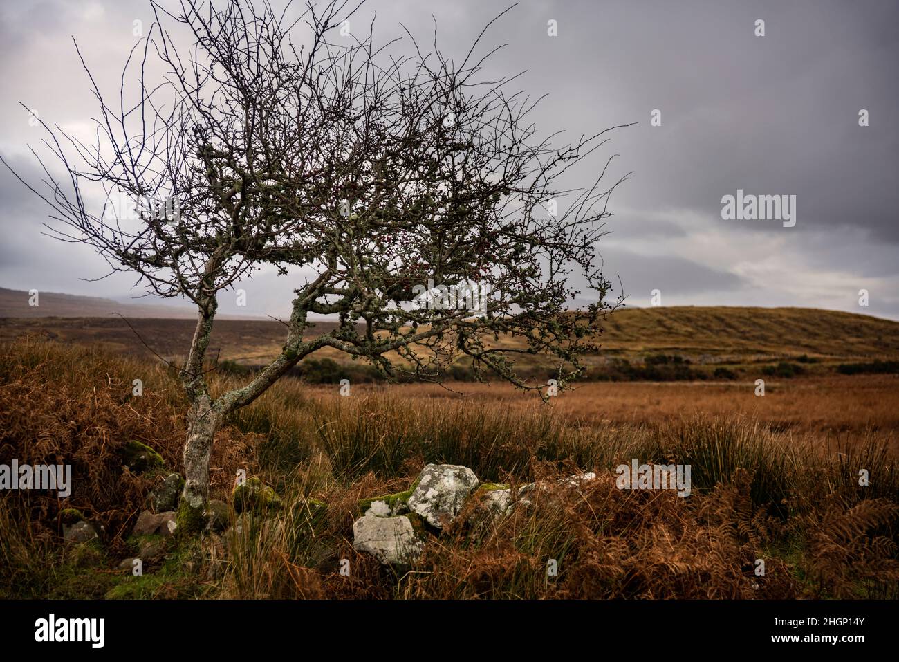 Hawthorn tree silhouette hi-res stock photography and images - Alamy