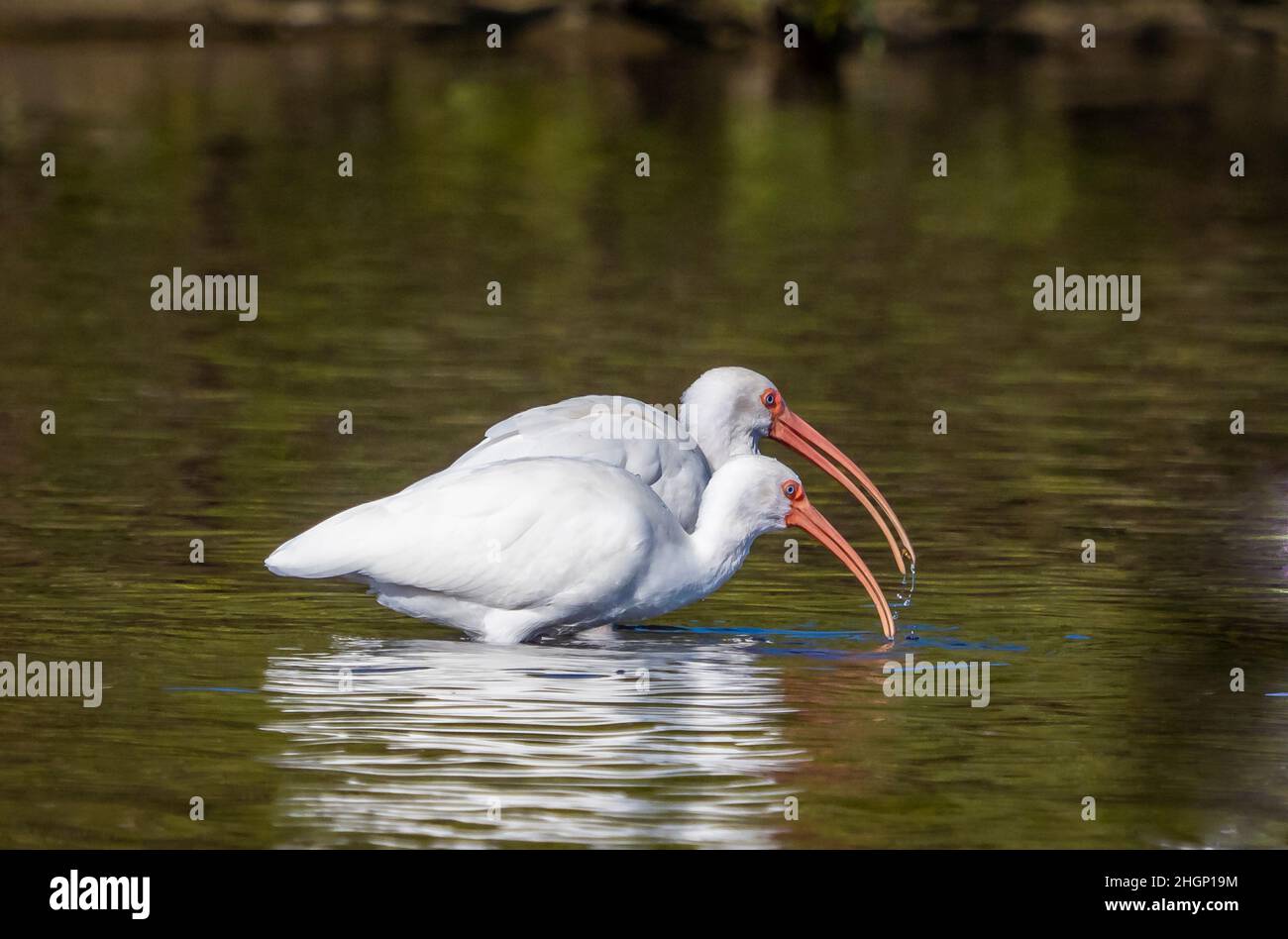 Two White Ibis in the Myakka River State Park in Sarasota Florida USA ...