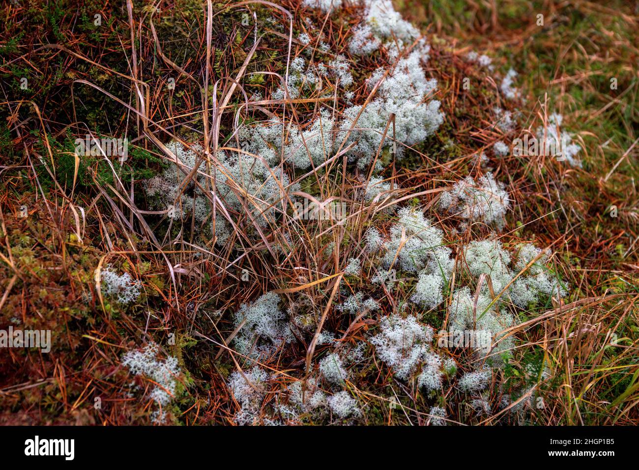 Moss sphagnum vegetation hi-res stock photography and images - Alamy
