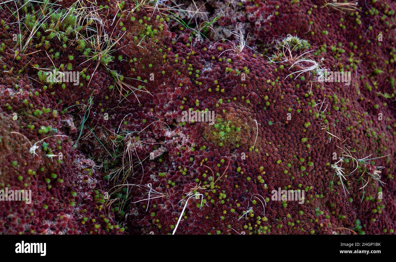 Beautifull coloured Red sphagnum mosses on Irish peatlands in Wild ...