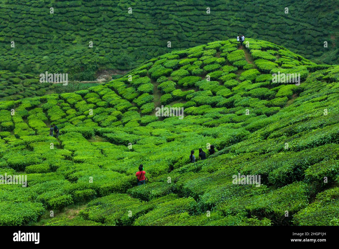 Anonymous people walking through tea plantation Stock Photo - Alamy