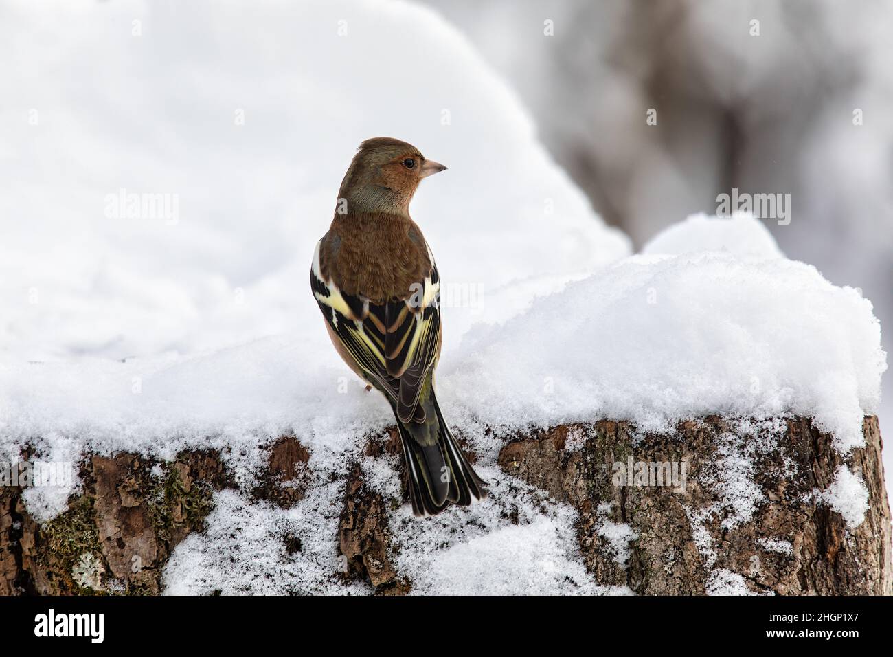 Finch in winter on a tree Stock Photo - Alamy