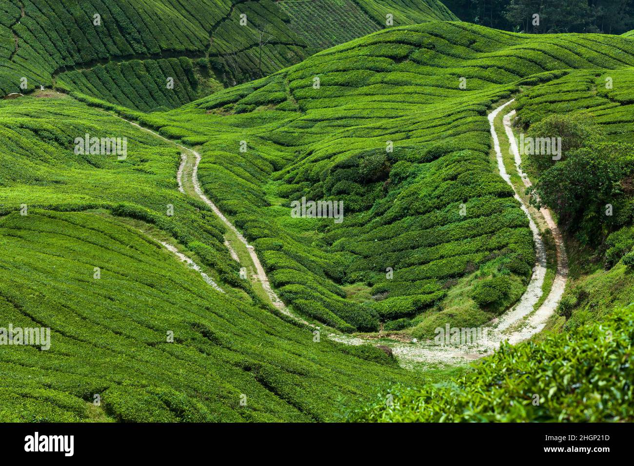 Curved road through the tea plantation Stock Photo - Alamy