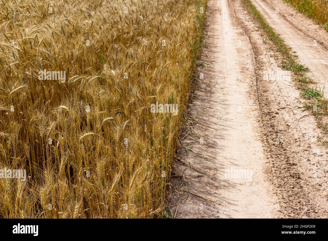 Cereal field by the country road at the farm Stock Photo - Alamy