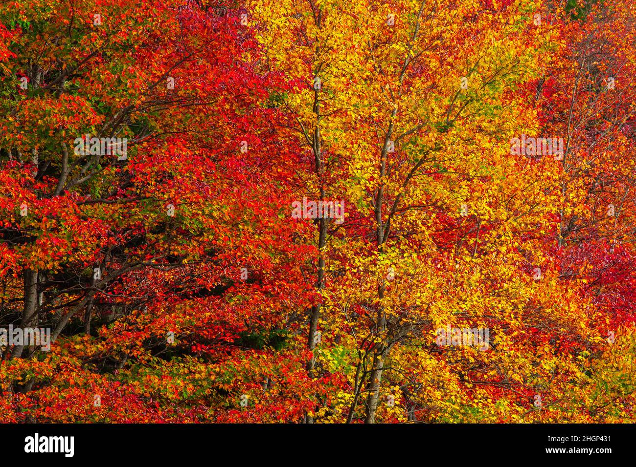 An autumn forest of northern hardwood trees in Pennsylvania's Pocono ...