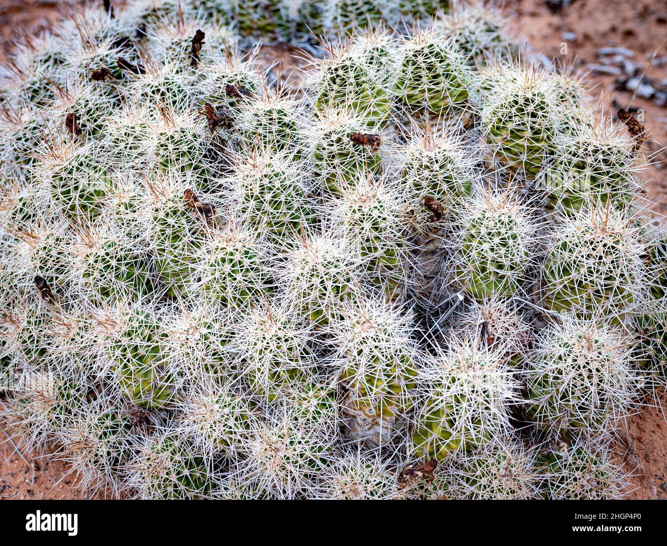 Utah desert cactus closeup with needles and green plant Stock Photo - Alamy