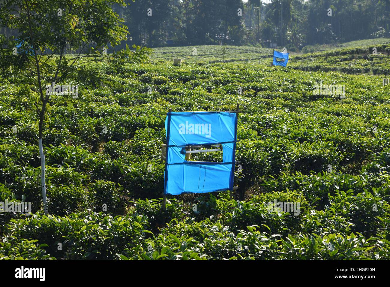 Light with adhesive trap. Fluorescent tube light and glued polythene ...