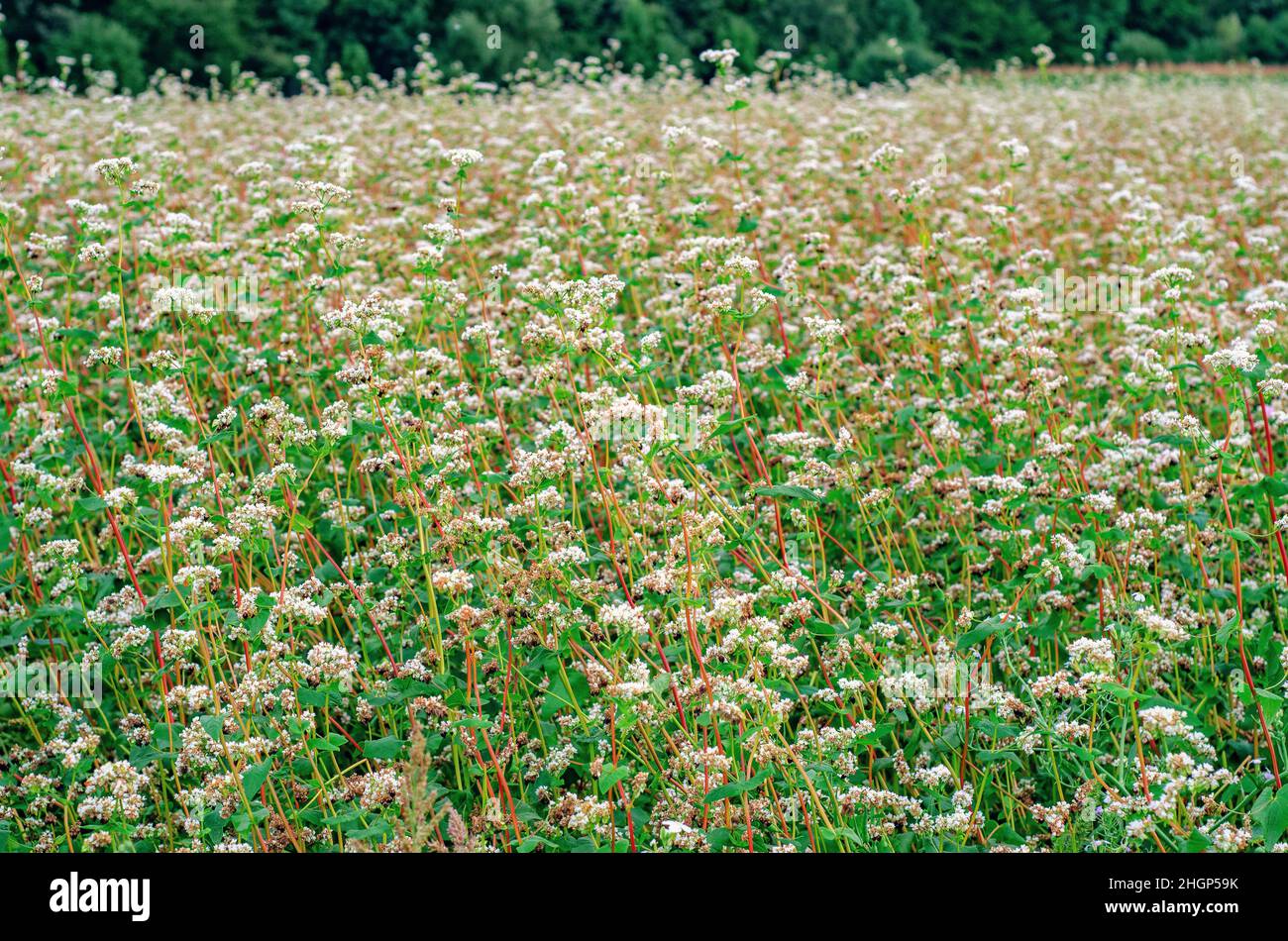 Buckwheat farm. Spring field with buckwheat blooms. Healthy Eating ...