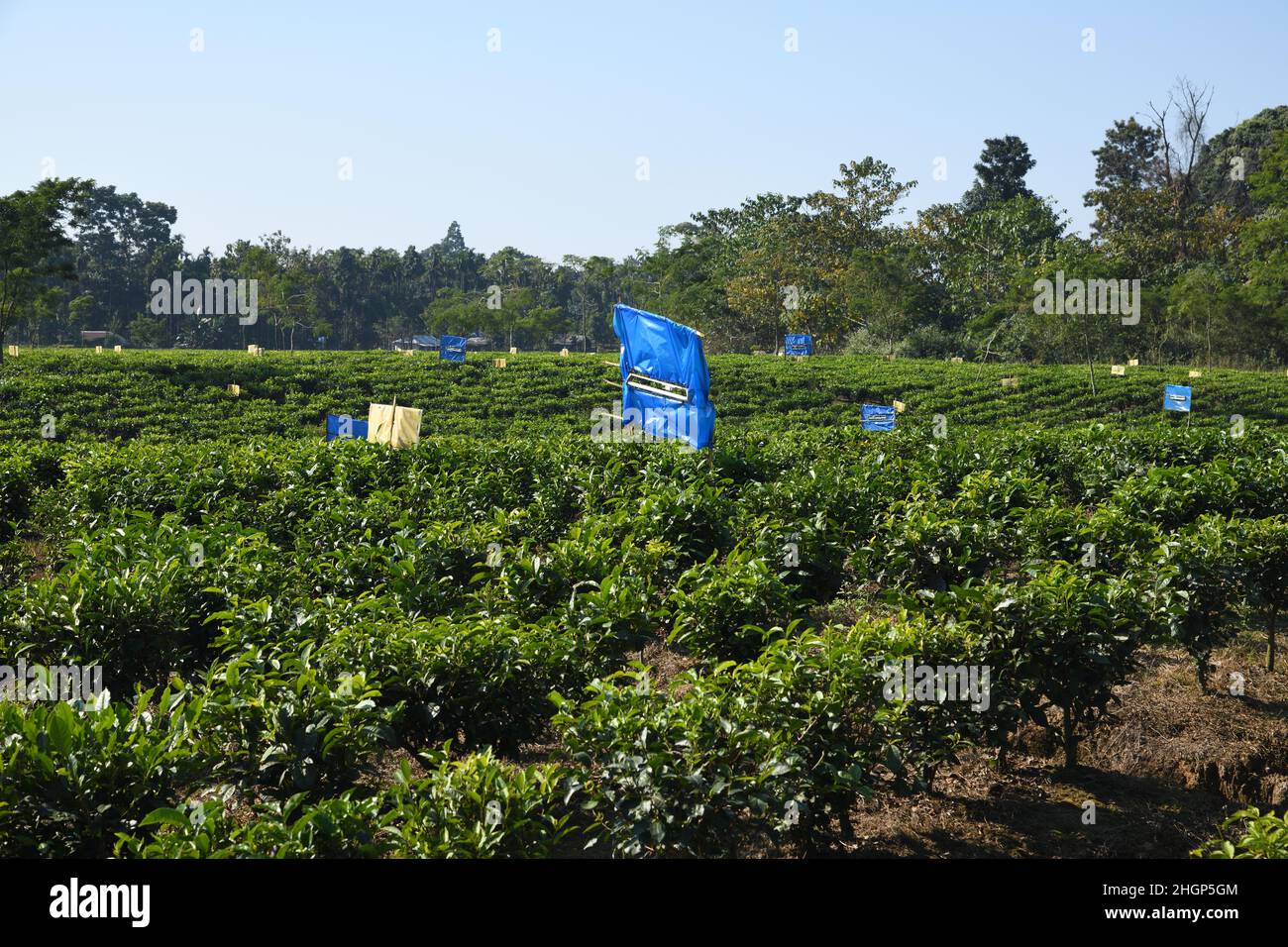 Light with adhesive traps. Fluorescent tube light and glued polythene ...