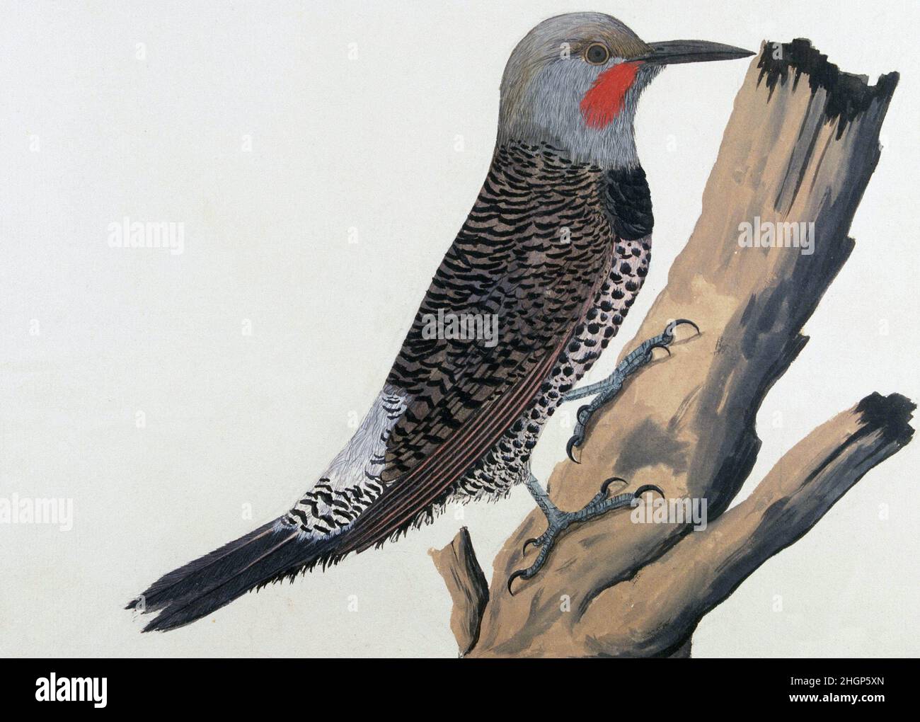 MALASPINA , ALEJANDRO. MARINO ITALIANO . 1754 - 1809. EXPEDICION ...