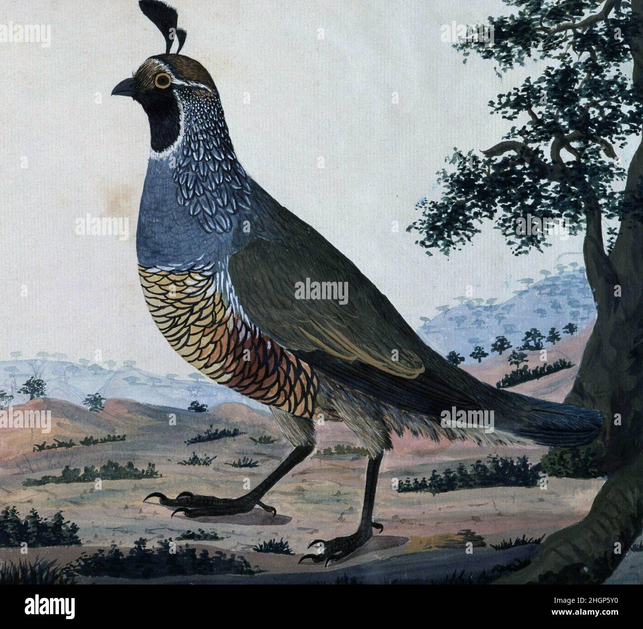 MALASPINA , ALEJANDRO. MARINO ITALIANO . 1754 - 1809. EXPEDICION ...