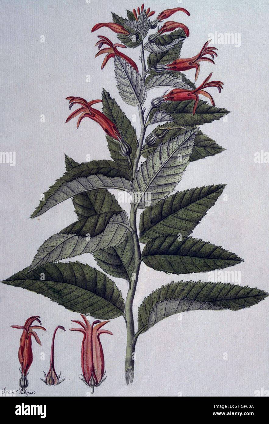 Planta de lobelia hi-res stock photography and images - Alamy