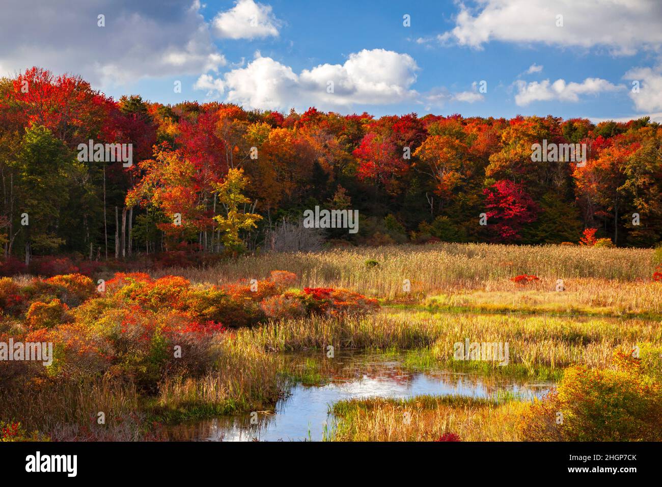Marsh ecosystem hi-res stock photography and images - Alamy