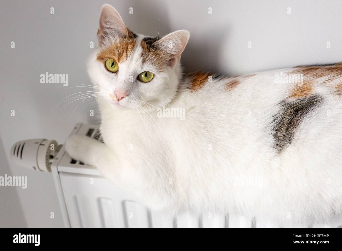 Cat lying on a hot radiator at home, Concept, rising prices of heating ...