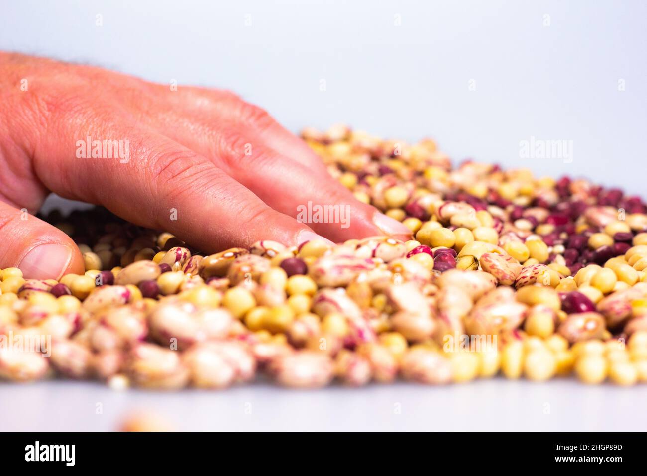 vegan food: hand of man between pinto beans, azuki, soy and barley ...