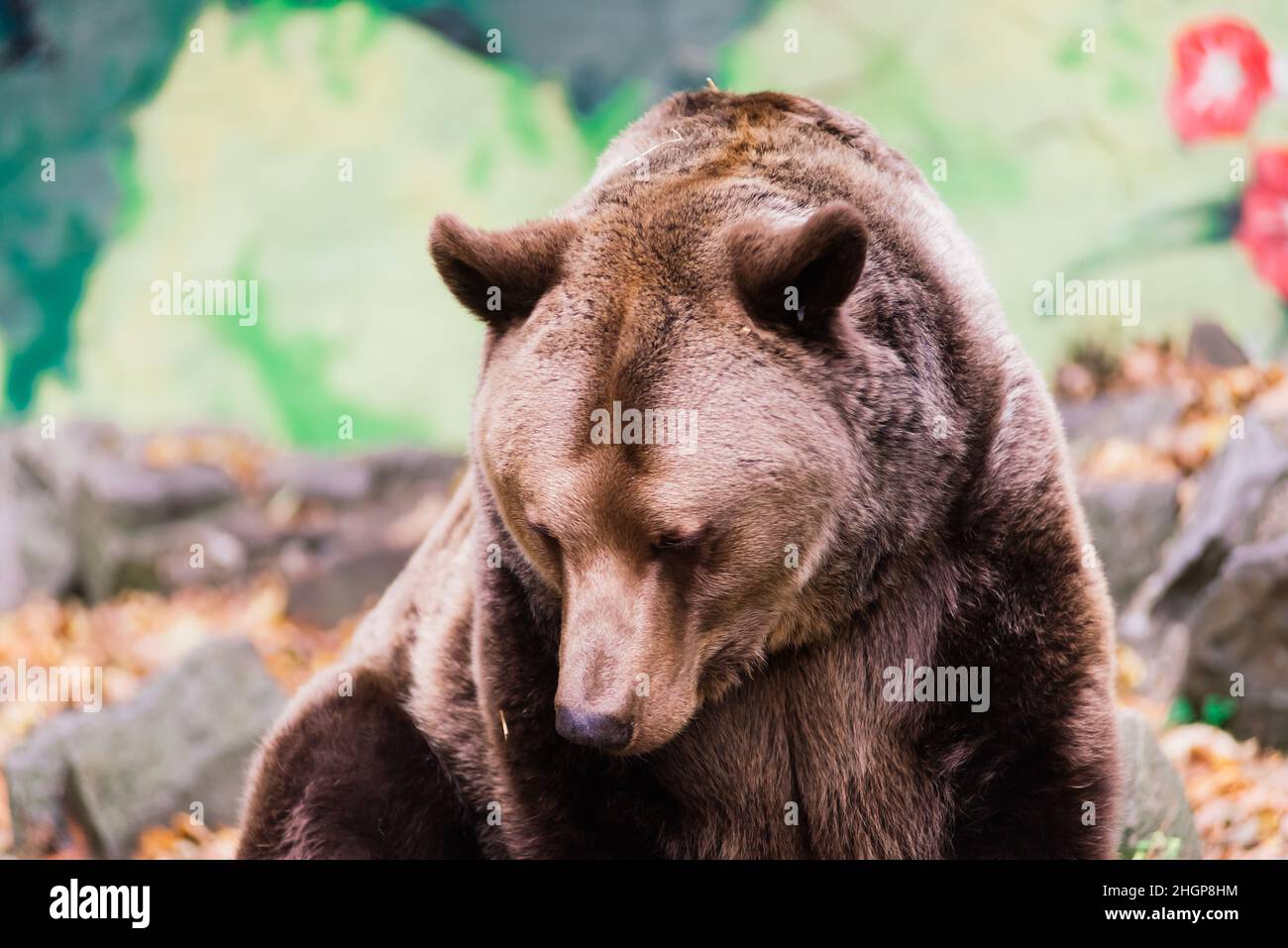 Canadian big brown bear moving in a park forest Stock Photo - Alamy