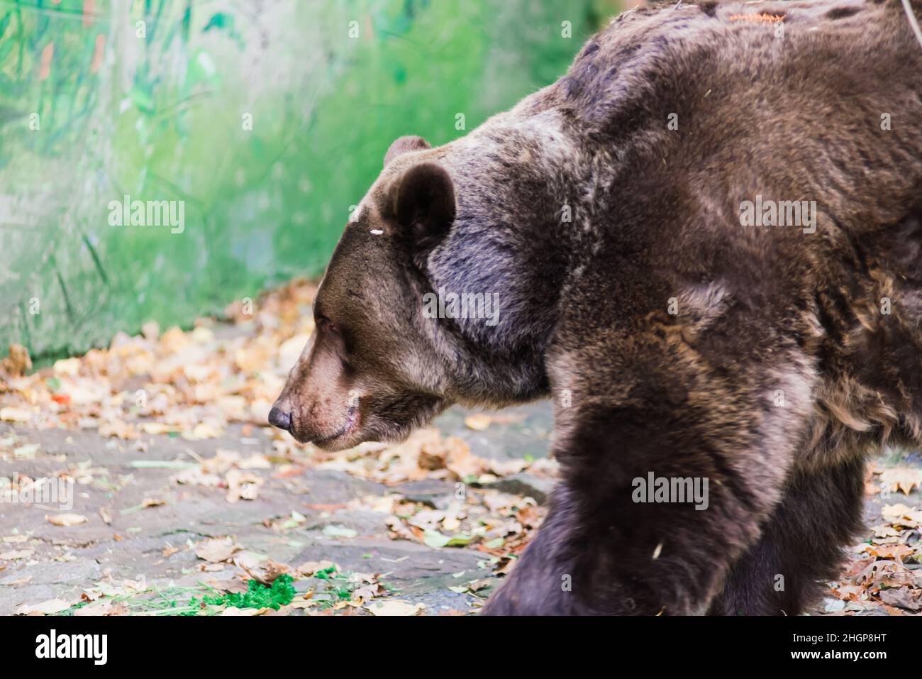 Brown bear moving in forest hi-res stock photography and images - Alamy