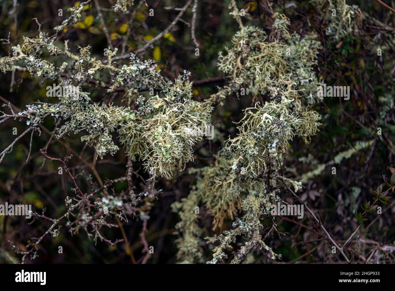 Moss on tree branches hi-res stock photography and images - Alamy