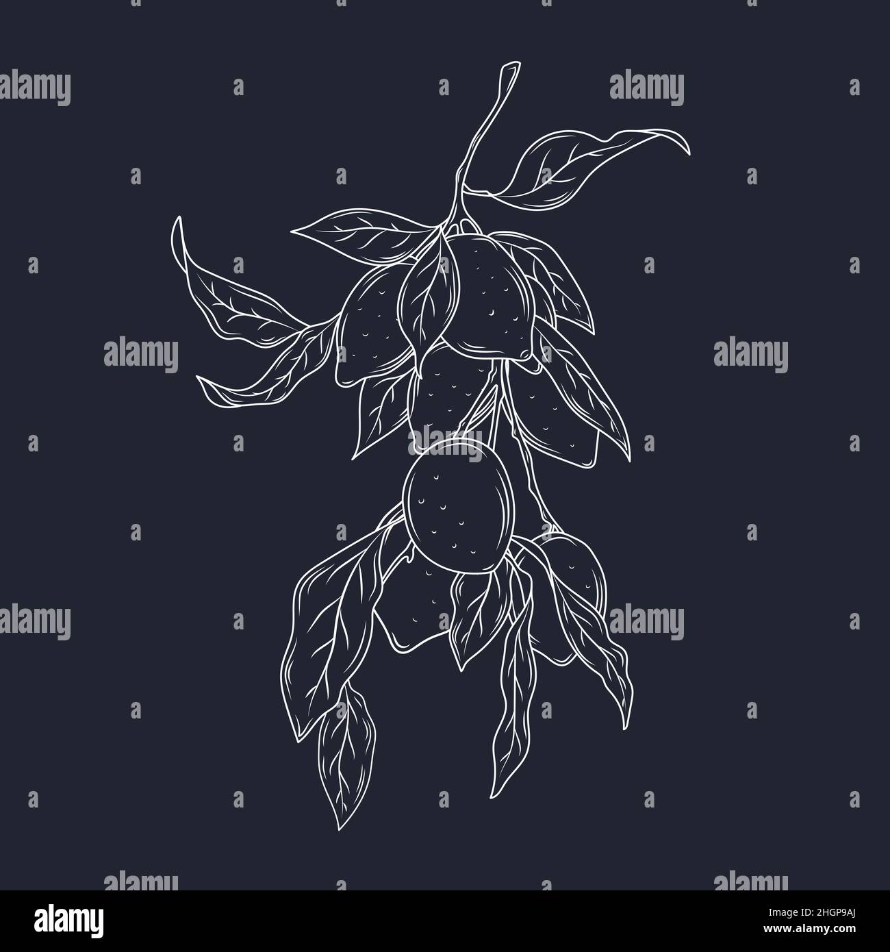 Lemon lemons tree Stock Vector Images - Alamy