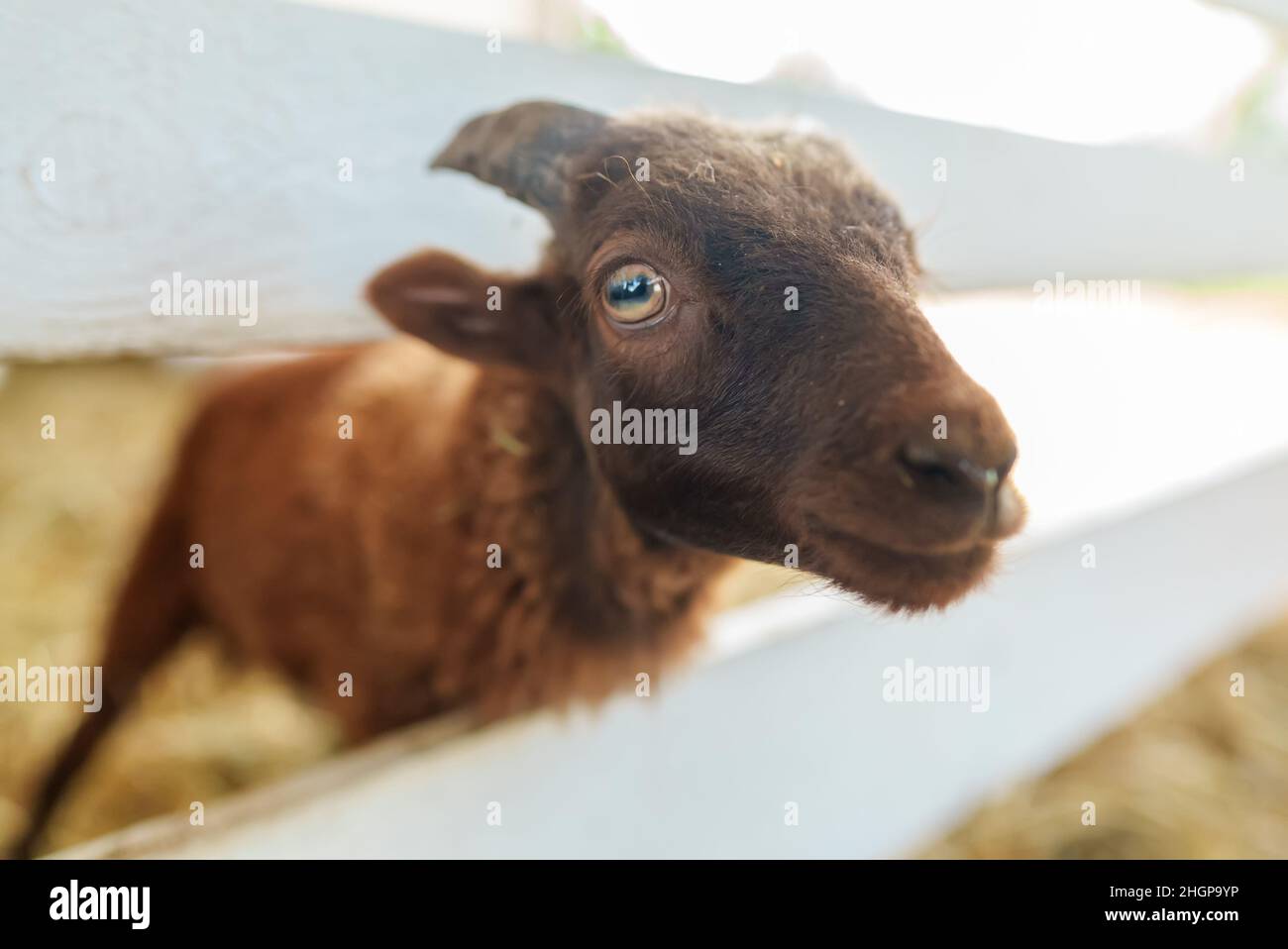 Portrait of a cute funny lamb in a paddock Stock Photo - Alamy