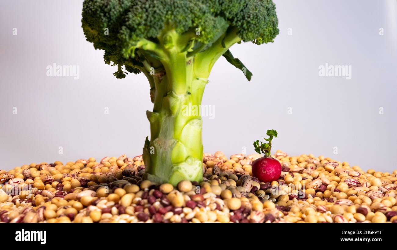 vegan food: lonely radish under broccoli tree on soybean soil, beans ...