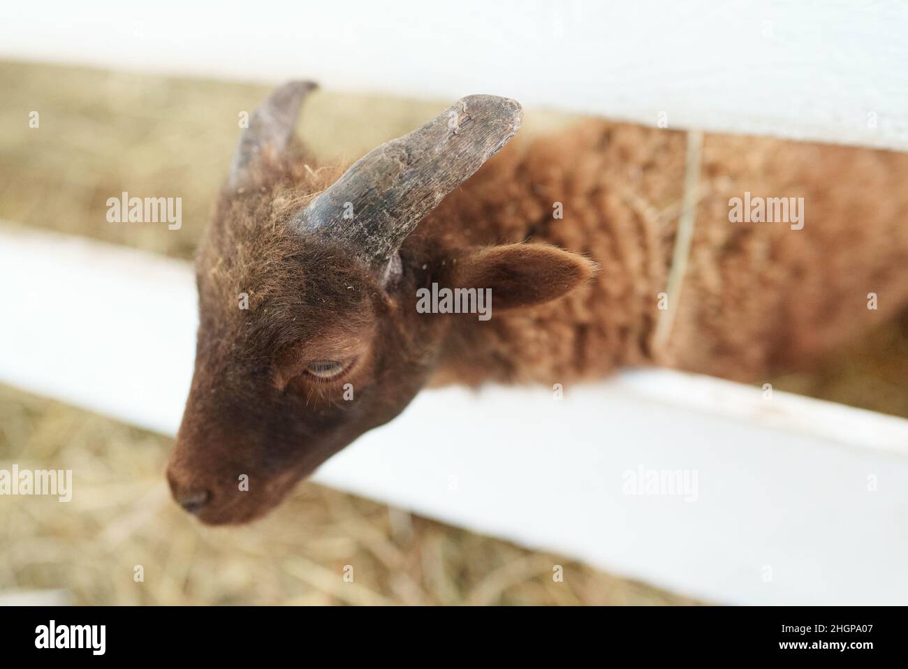 Funny lamb hi-res stock photography and images - Alamy