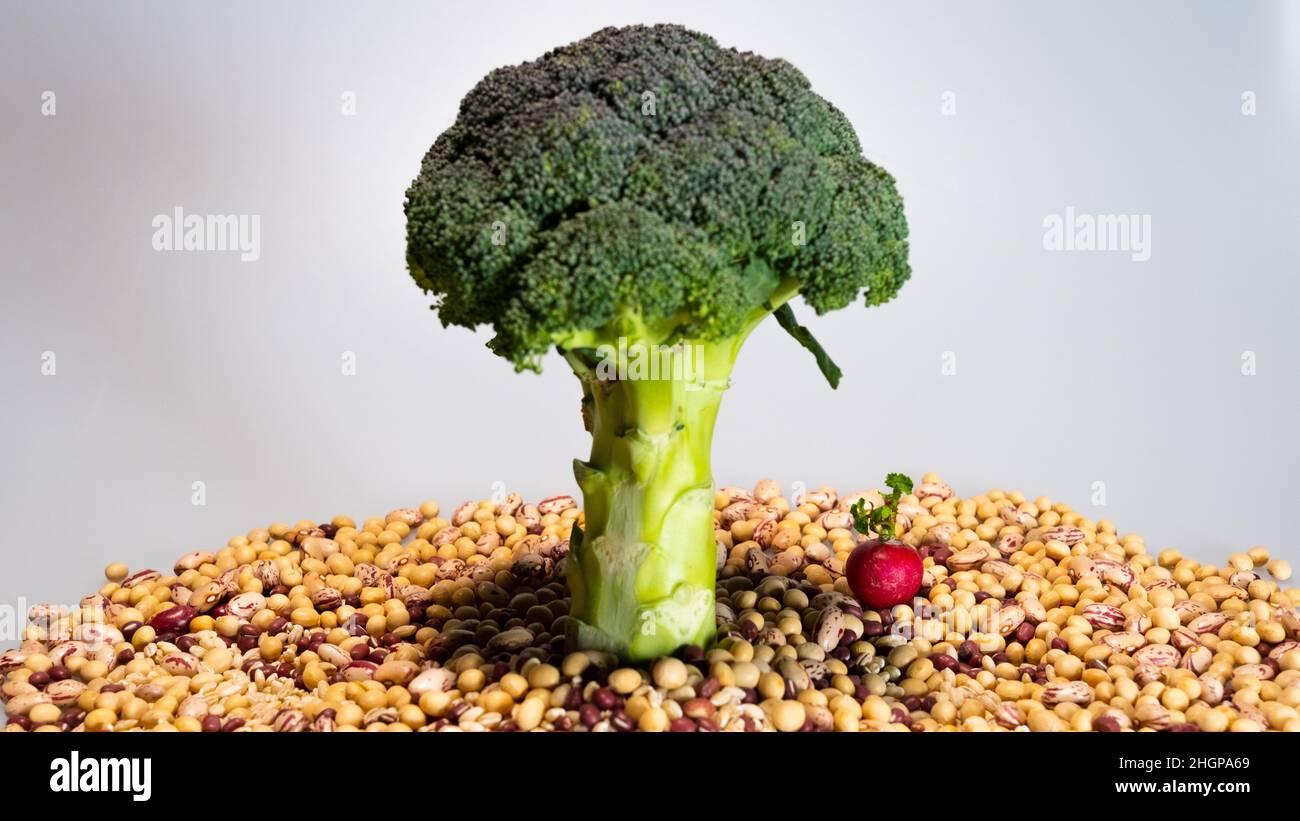 vegan food: lonely radish under broccoli tree on soybean soil, beans ...