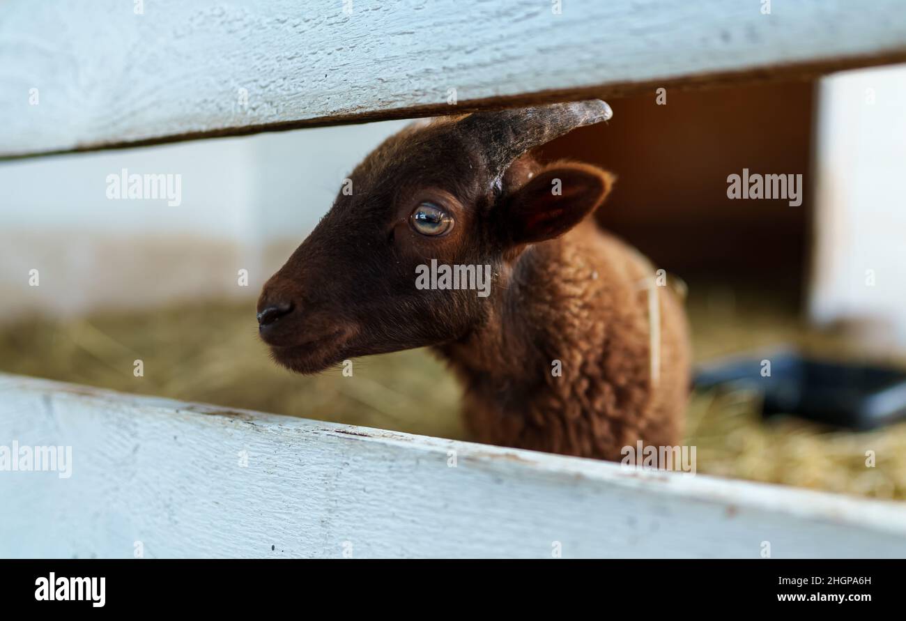 Funny lamb hi-res stock photography and images - Alamy