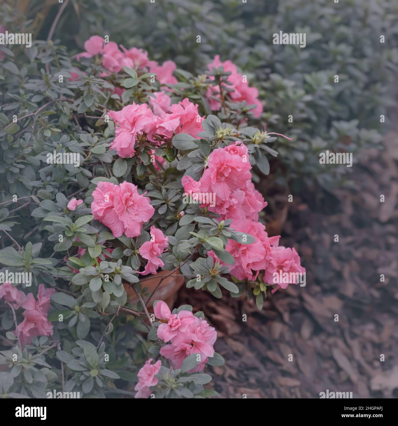 Pretty bokeh background colour hi-res stock photography and images - Alamy