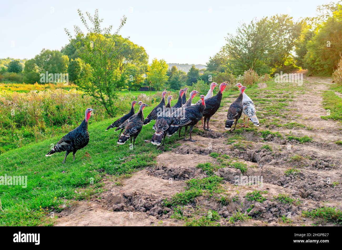 Group of young turkeys near country road. Poultry breeding Stock Photo ...