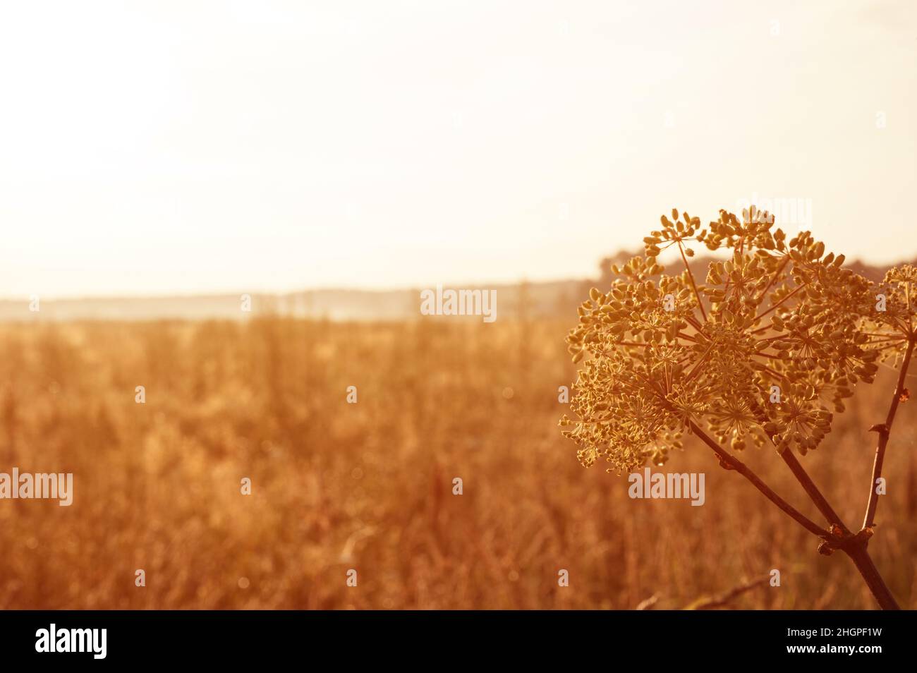 autumn natural landscape of golden brown dry withered grass straw and ...