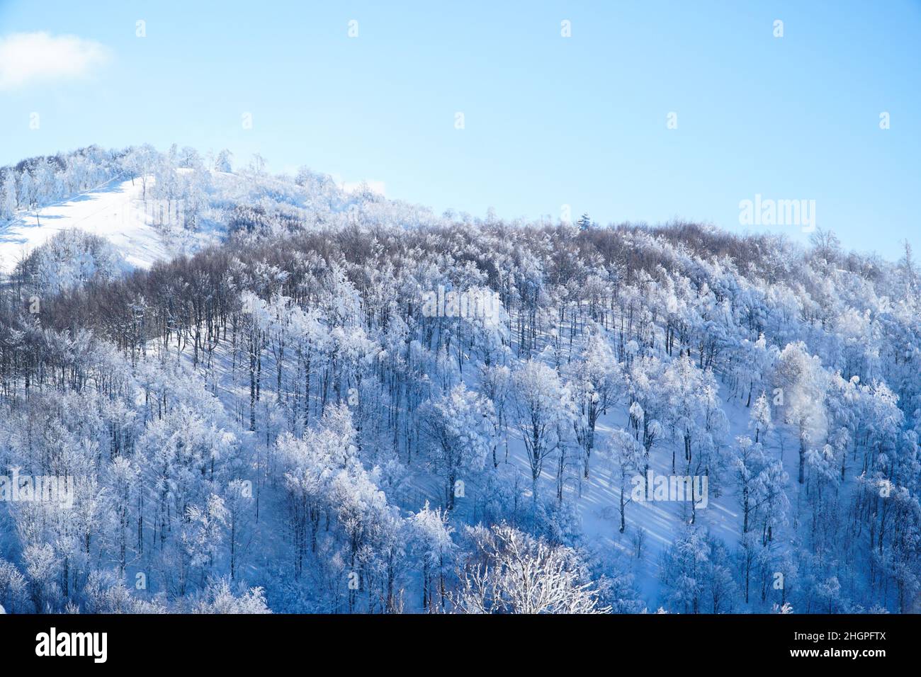 Snowy trees in snowy mountains. Majestic view of mountains with snowy ...