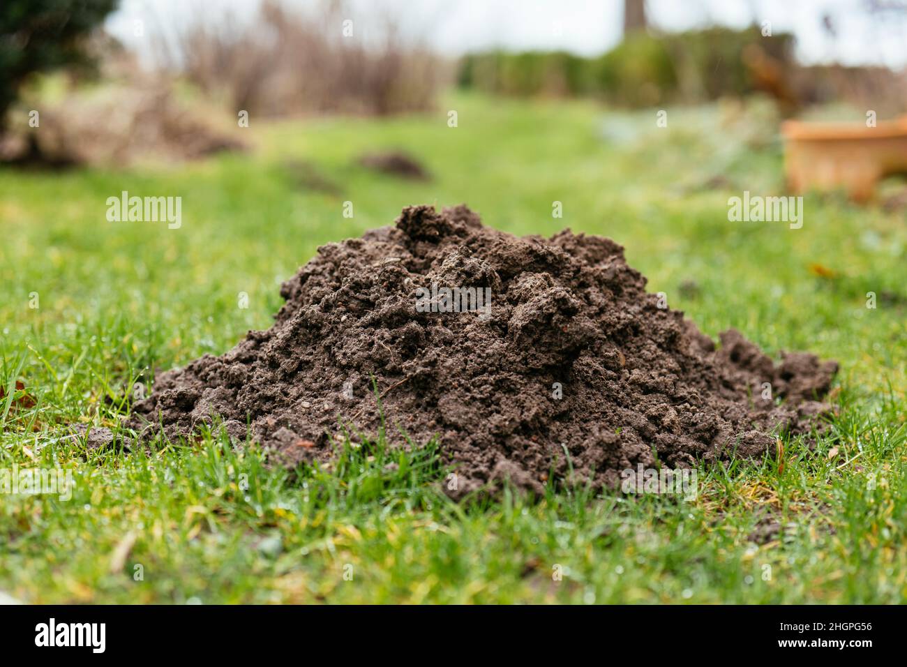 Mole hills hi-res stock photography and images - Alamy