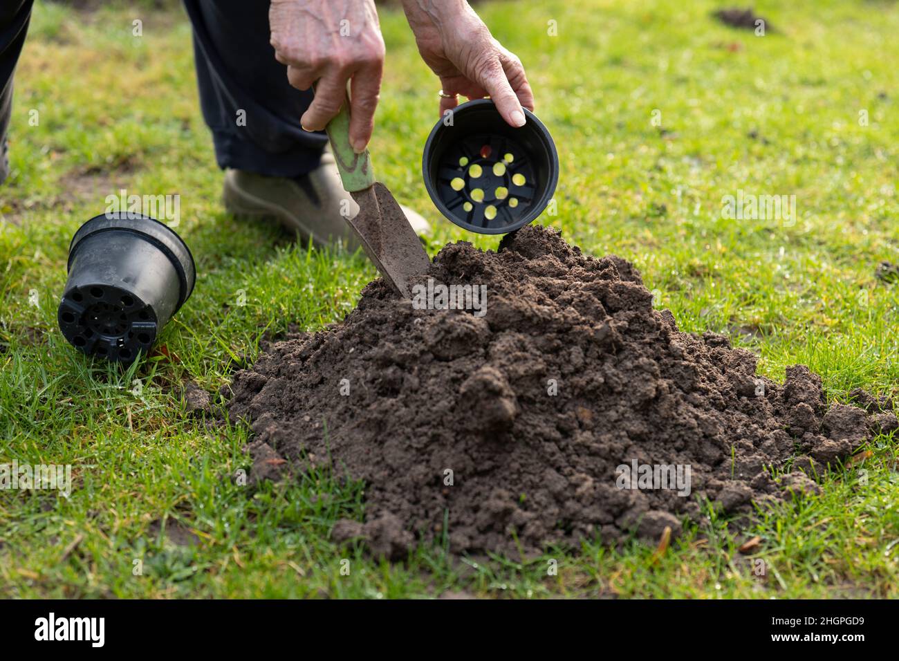 Gardener collecting soil from a molehill Stock Photo - Alamy