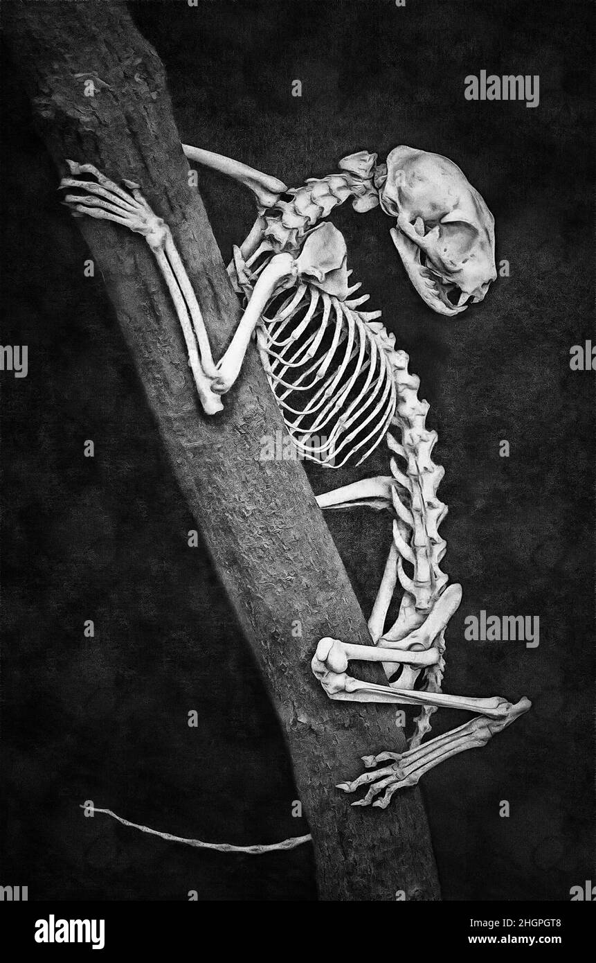 Domestic cat skeleton hi-res stock photography and images - Alamy