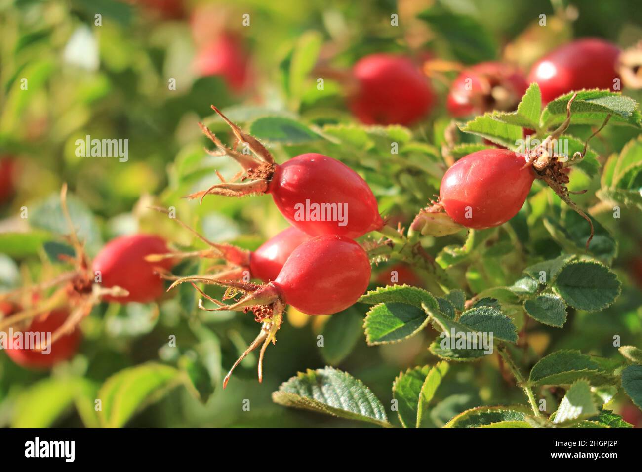 Rose haw patagonia hi-res stock photography and images - Alamy