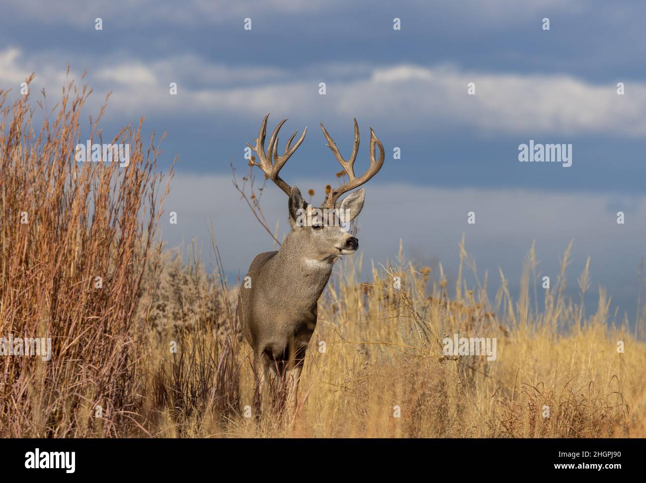Mule Deer Buck in Autumn in Colorado Stock Photo - Alamy