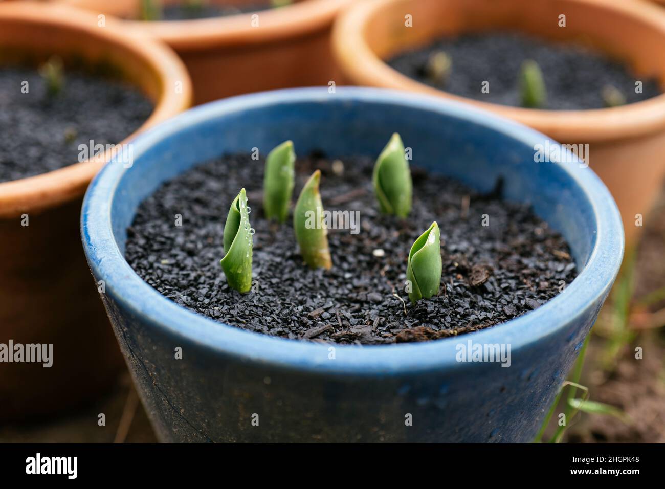 First foliage of tulips emerging in a pot in late January in a garden ...
