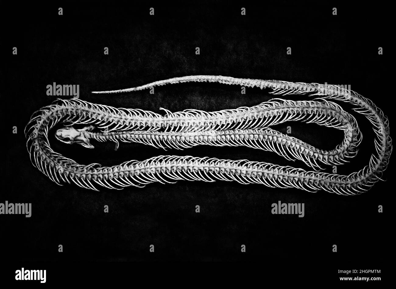 Dead snake Black and White Stock Photos & Images - Alamy