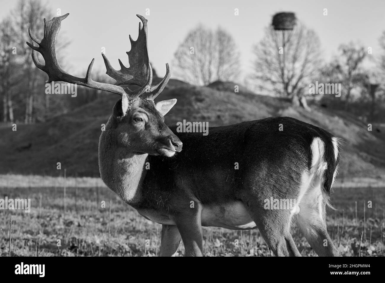 Beautiful male fallow deer Black and White Stock Photos & Images - Alamy
