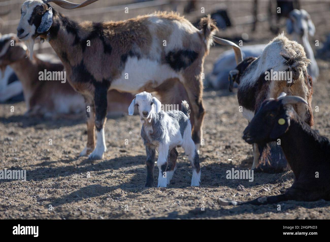 Many white goats country farm hi-res stock photography and images - Alamy