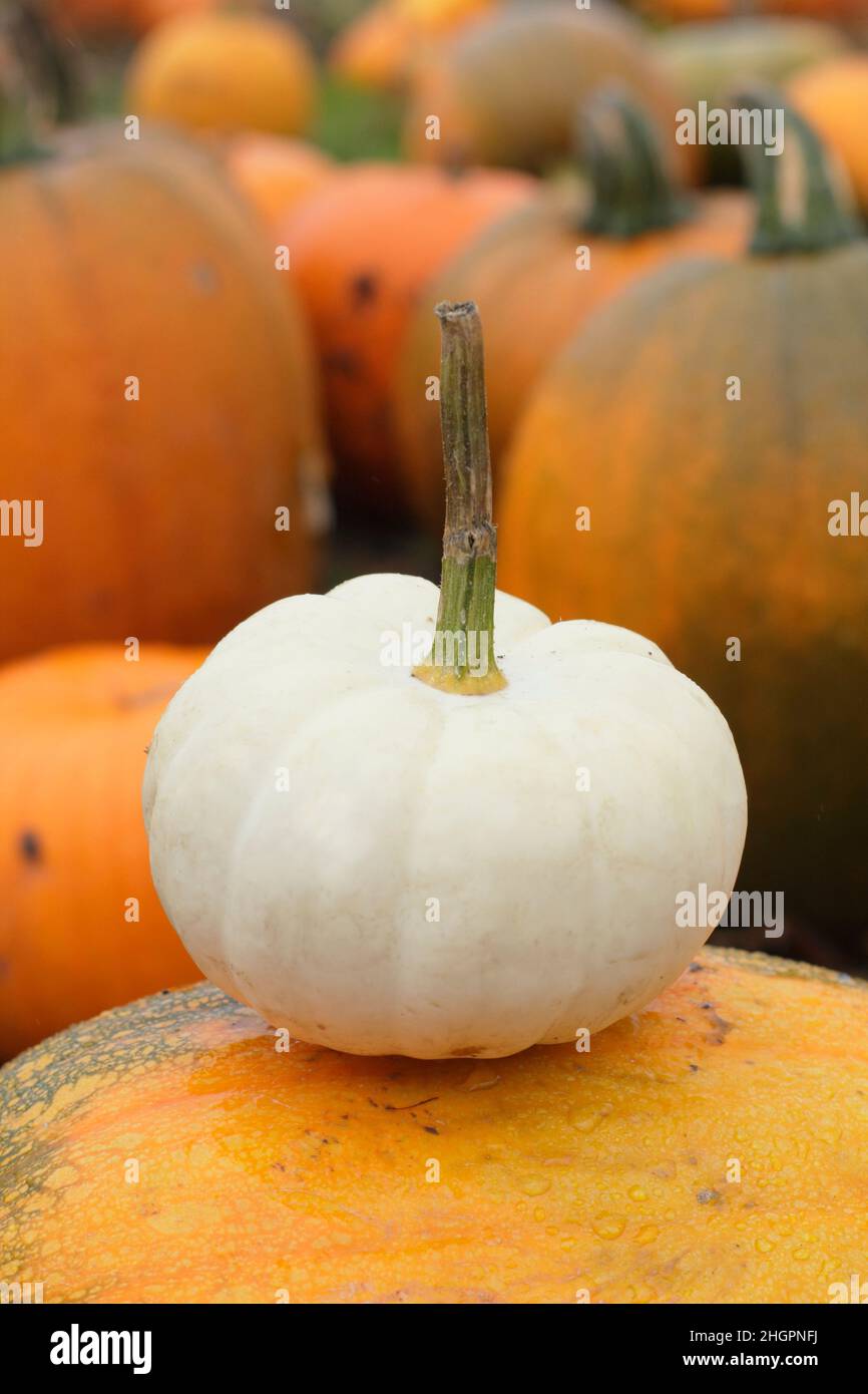 Pumpkin Casperita, small white edible munchkin type pumpkin. UK Stock ...
