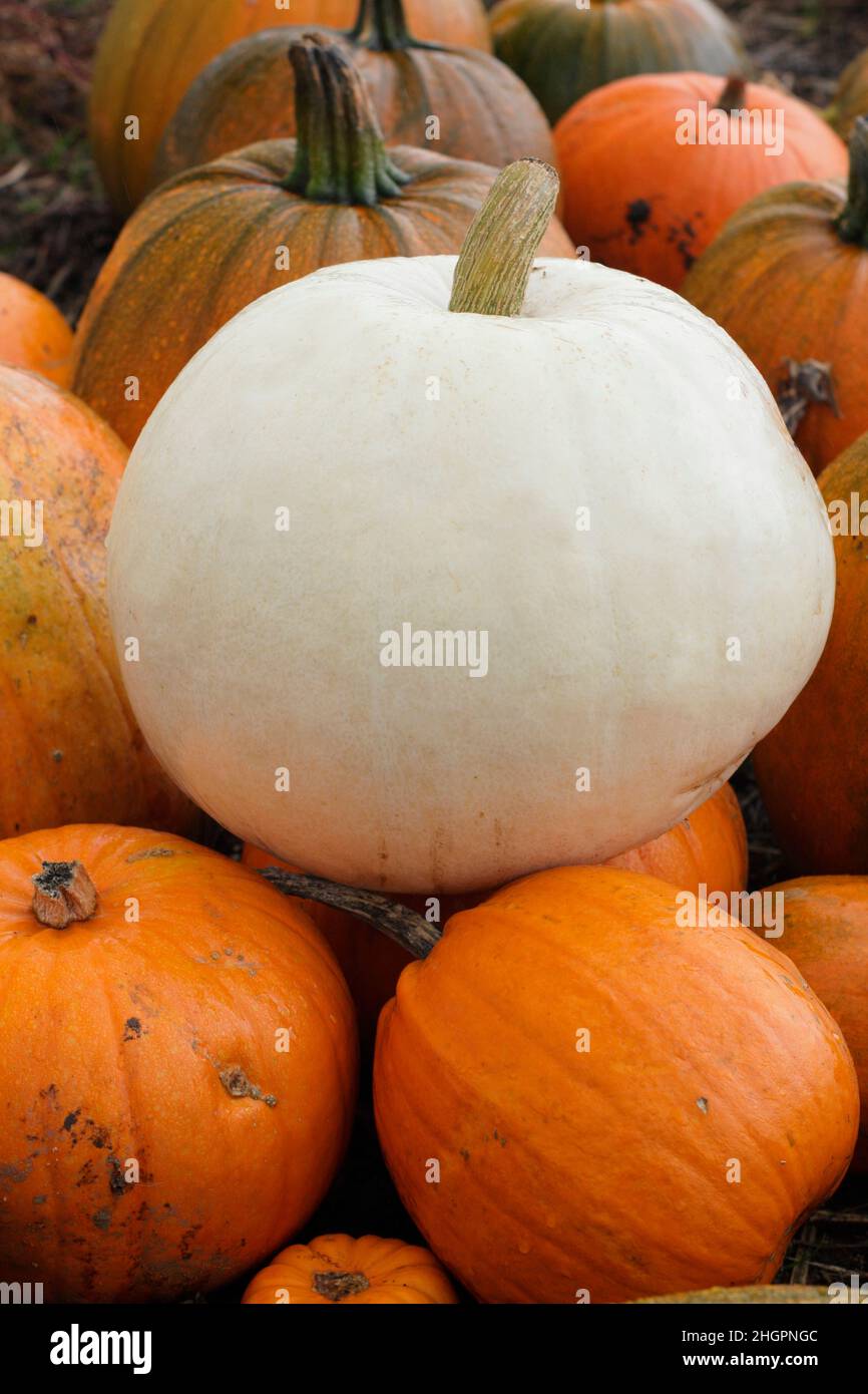 Cucurbita maxima 'Polar Bear' extra large pumpkin variety. UK Stock ...