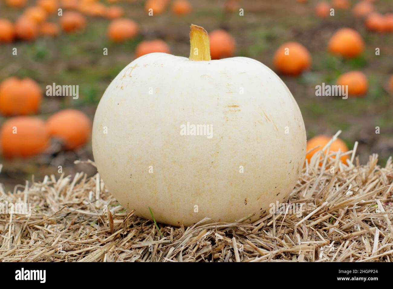 Cucurbita maxima 'Polar Bear' extra large pumpkin variety. UK Stock ...