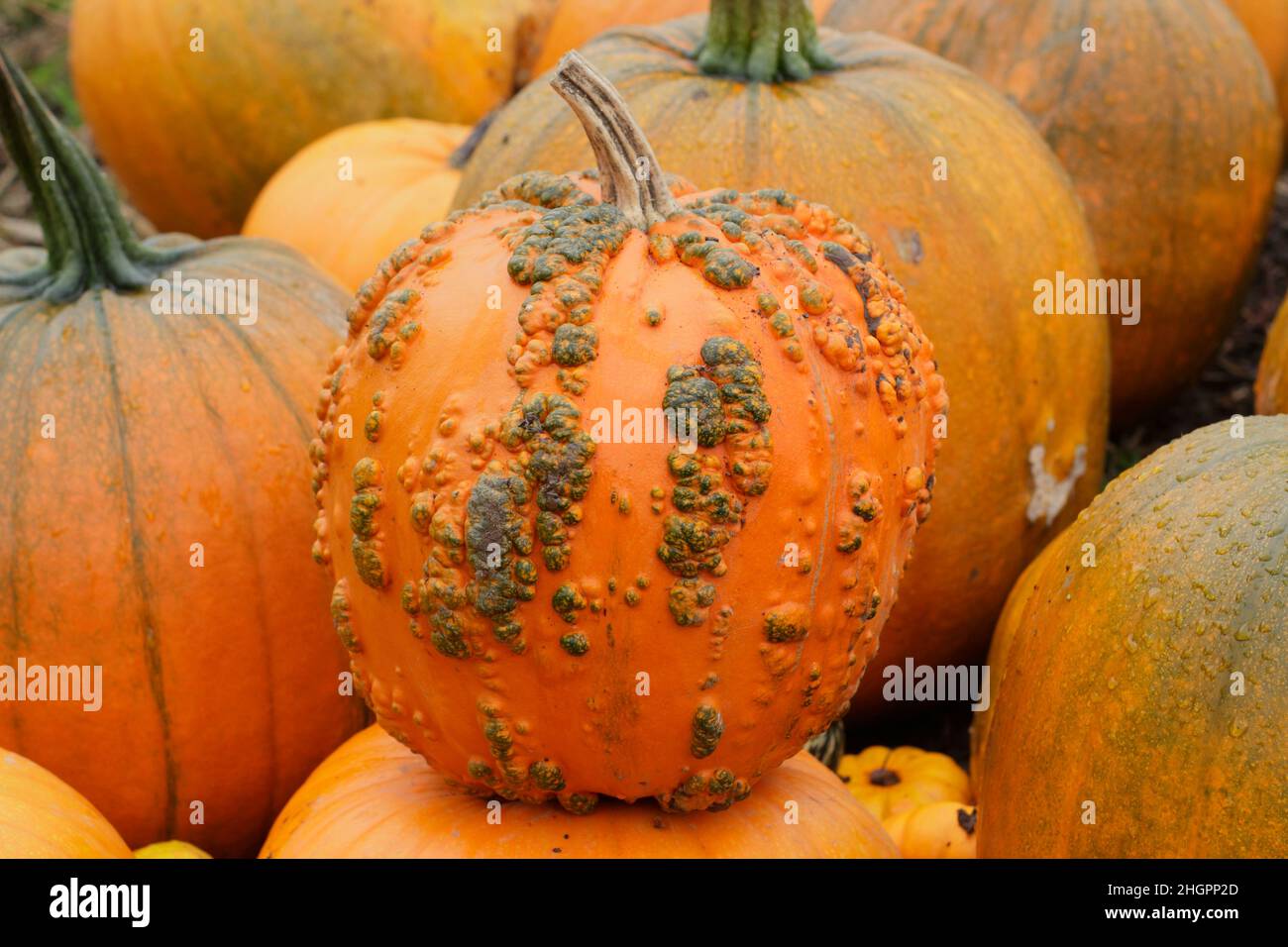 Pumpkin 'Goosebumps' displaying characteristic warty skin. UK Stock ...