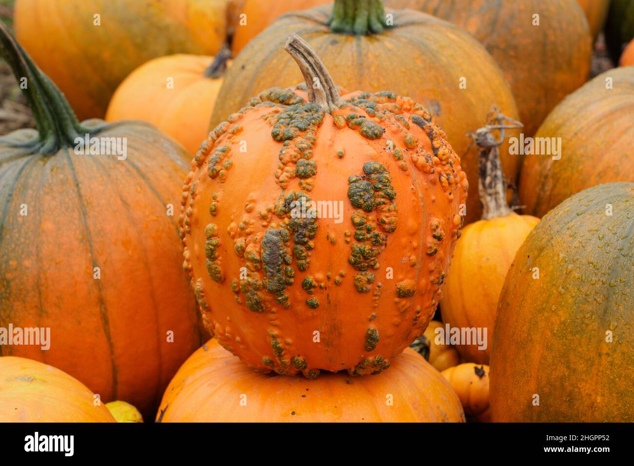 Pumpkin 'Goosebumps' displaying characteristic warty skin. UK Stock ...