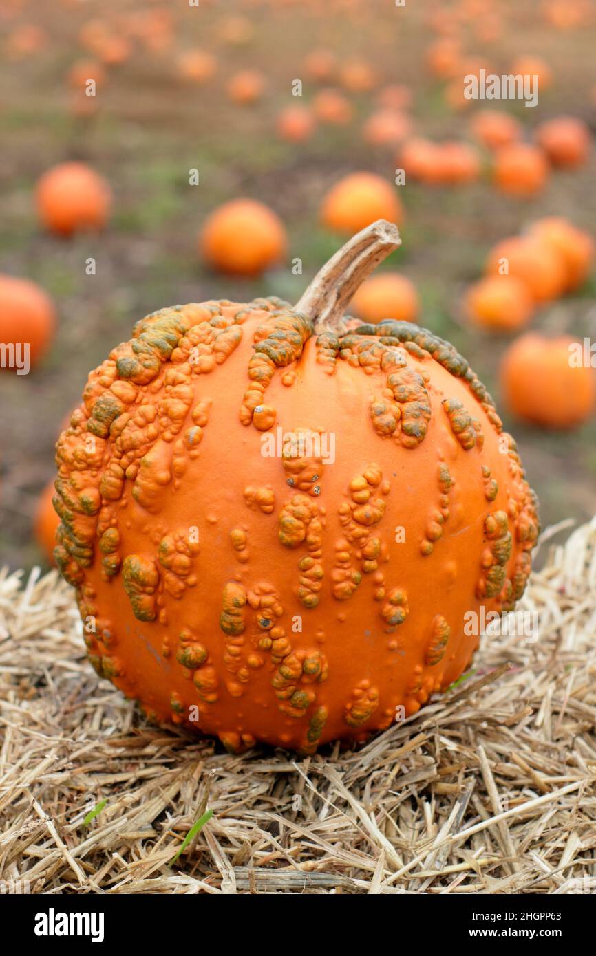 Pumpkin 'Goosebumps' displaying characteristic warty skin. UK Stock ...