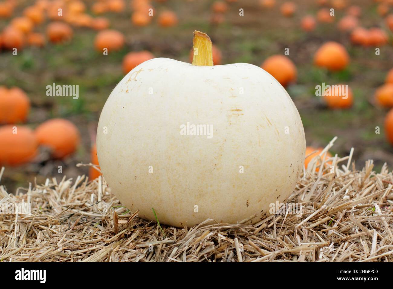 Cucurbita maxima 'Polar Bear' extra large pumpkin variety. UK Stock ...