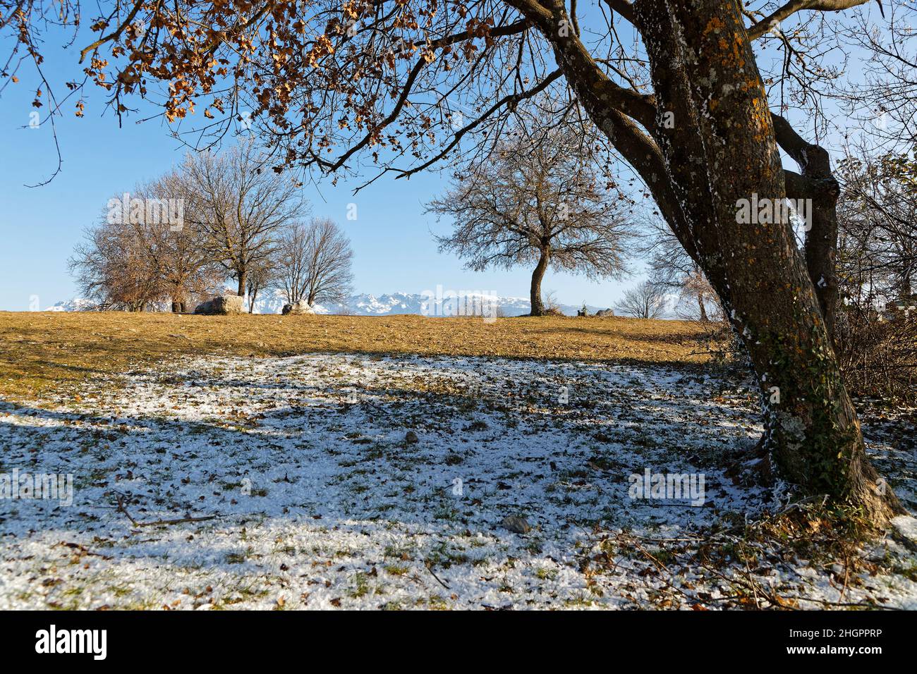 Little snow under trees with mountain range in background Stock Photo ...